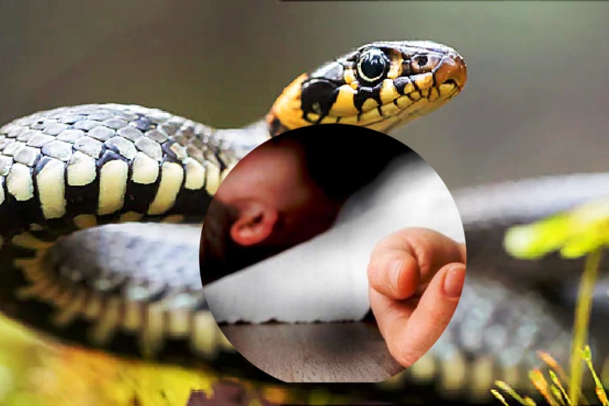 हेटौंडामा एक व्यक्तिले सर्प खेलाउँदै गर्दा टोकेपछि... | प्रहर खबर